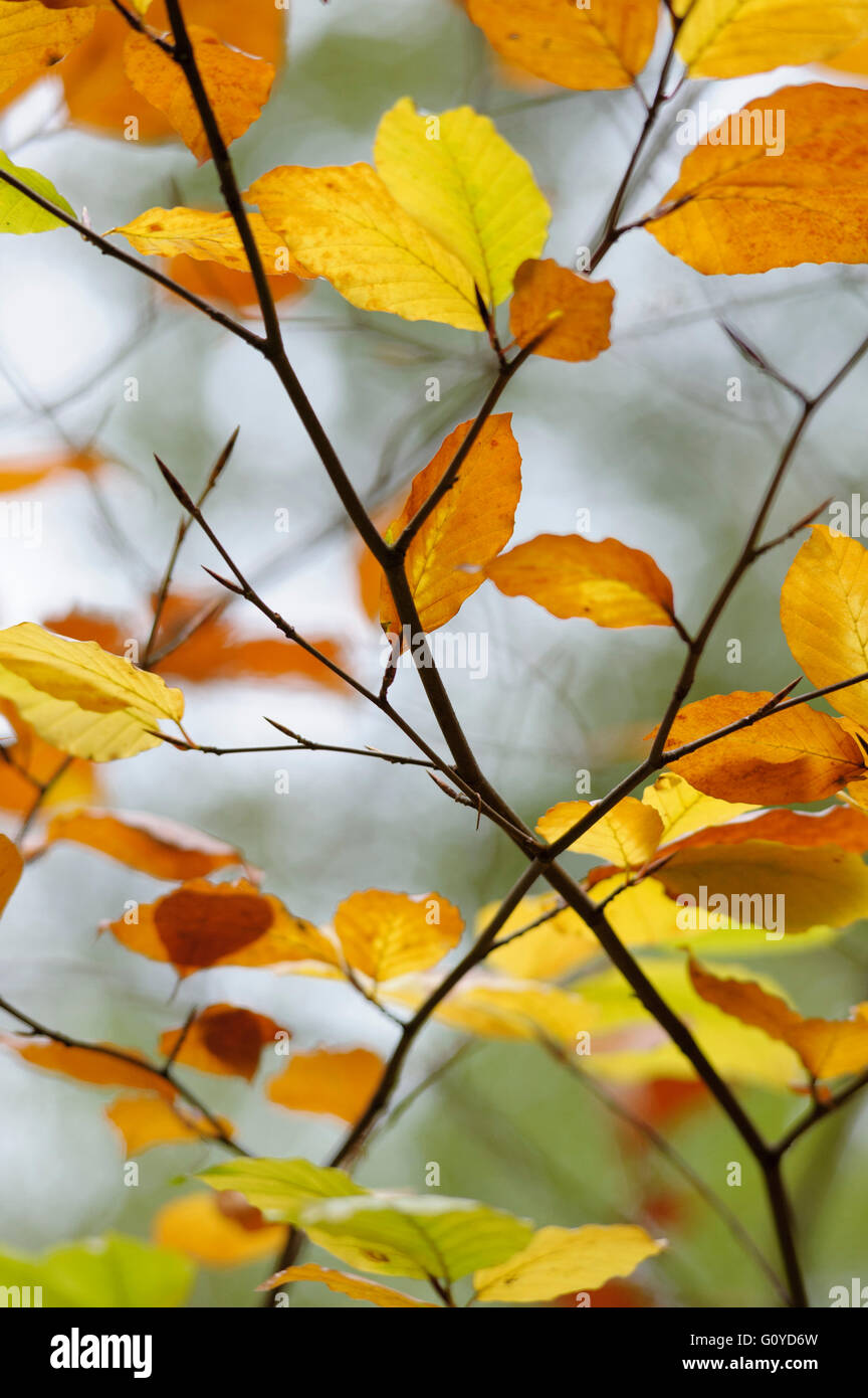 Beech, Fagus, Fagus sylvatica, Bach flower remedy, Beauty in Nature ...