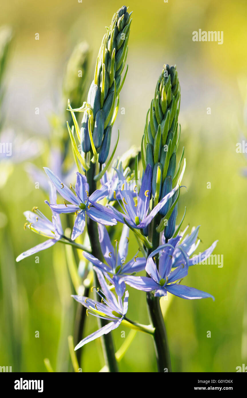Quamash, Camassia, Camassia leichtlinii, Beauty in Nature, Bulb, Camas ...