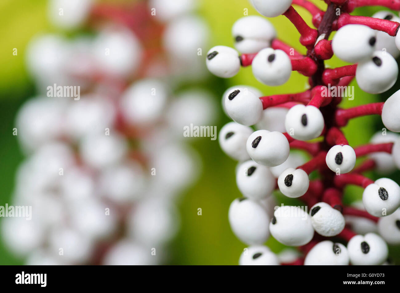 White Baneberry, Actaea, Actaea pachypoda, Actaea pachypoda, Beauty in ...