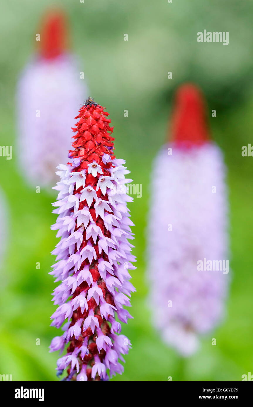 Primrose, Primula, Primula vialii, Alpine, Beauty in Nature, Bog plant ...
