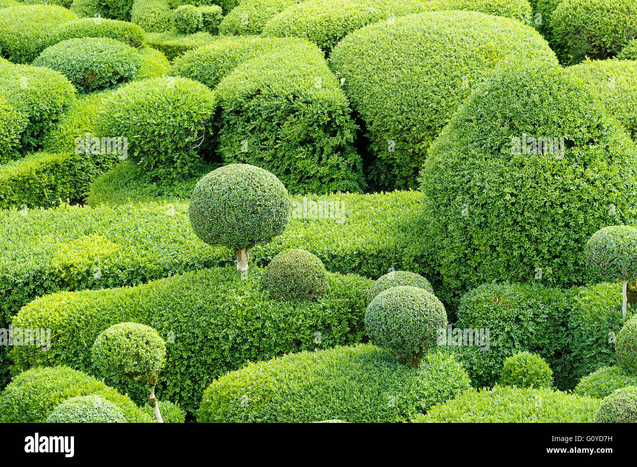 Box, Common, Buxus, Buxus sempervirens, Beauty in Nature, Boxwood ...