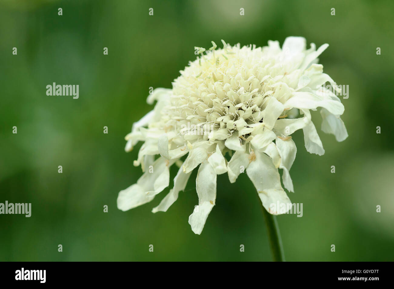 Scabious, Yellow scabious, Cephalaria, Cephalaria gigantea, Asia ...
