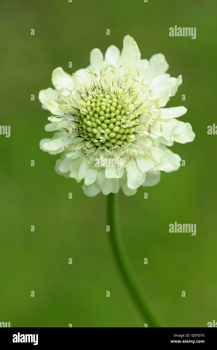 Scabious, Yellow scabious, Cephalaria, Cephalaria gigantea, Asia ...