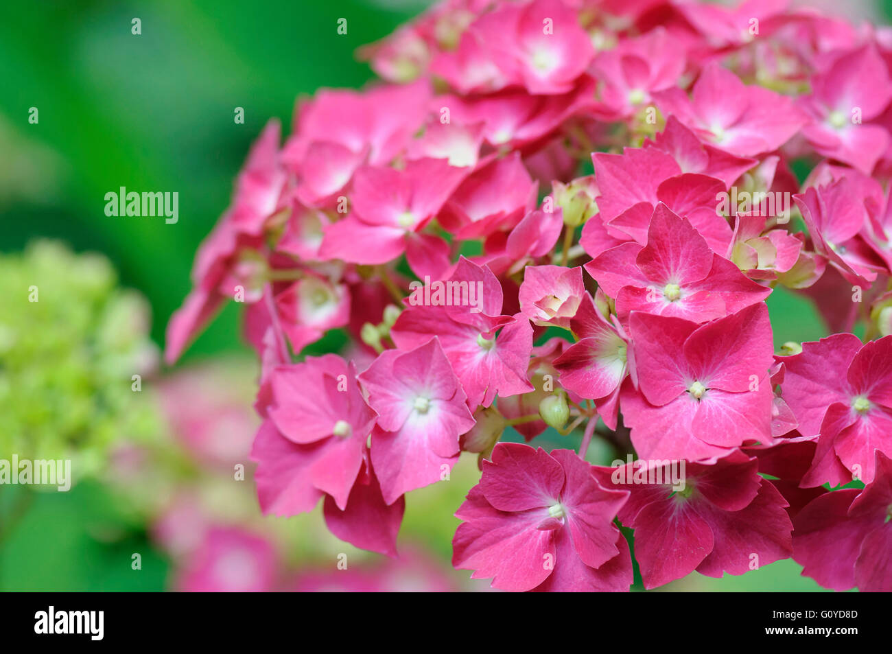 Hydrangea 'Westfalen', Hydrangea, Hydrangea macrophylla 'Westfalen ...