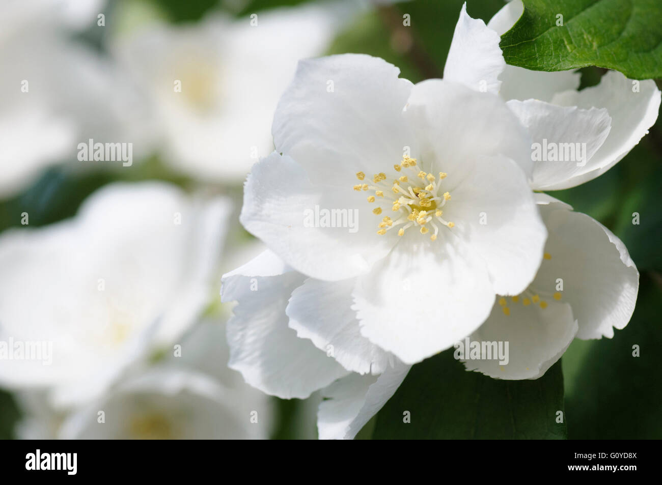 Rose, Wickwar rose, Rosa, Rosa 'Wickwar', Beauty in Nature, Climber ...
