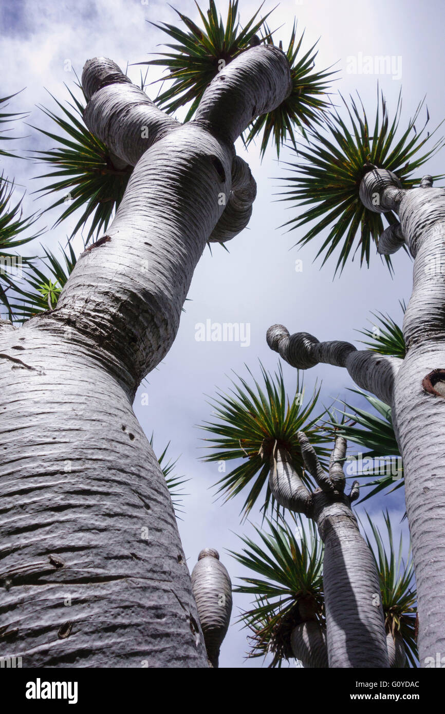 Madiera indigenous hi-res stock photography and images - Alamy