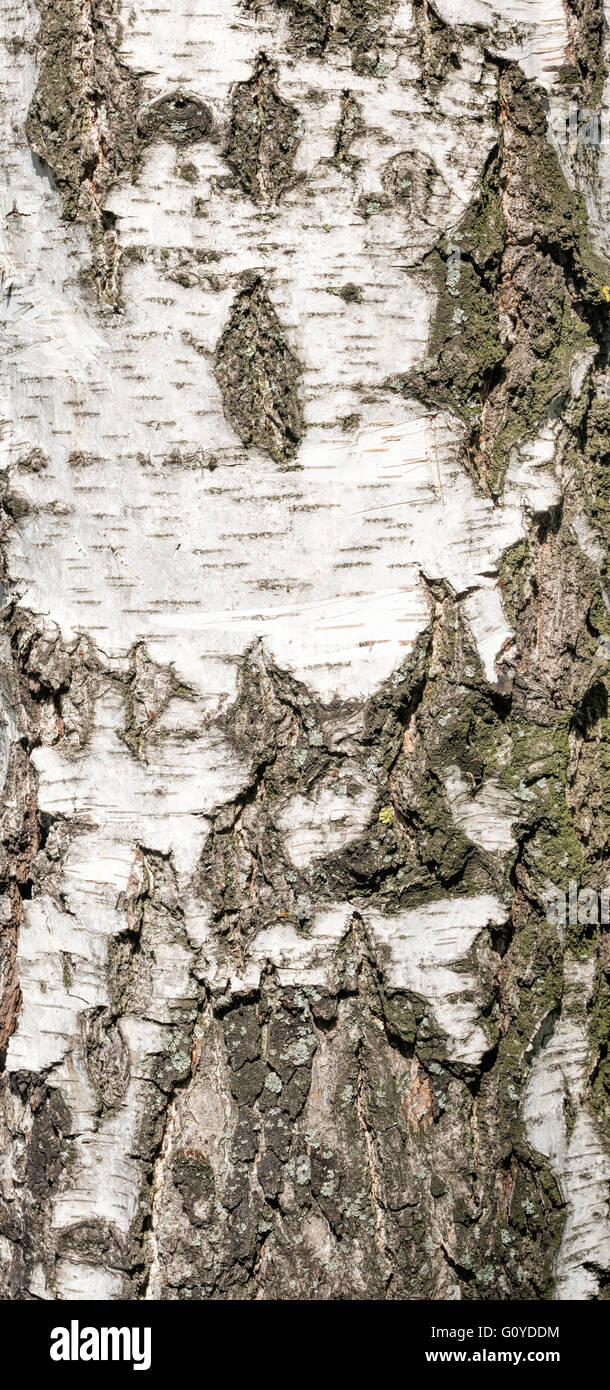 Detail of birch tree bark texture Stock Photo - Alamy