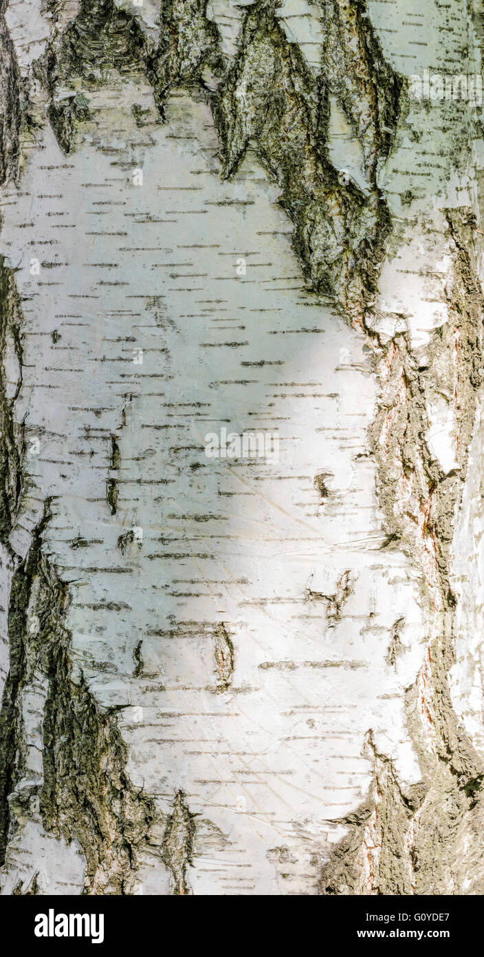 Detail of birch tree bark texture Stock Photo - Alamy