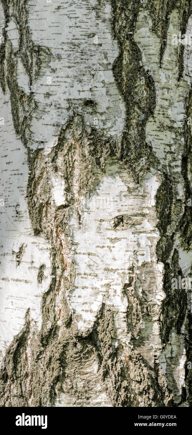 Detail of birch tree bark texture Stock Photo - Alamy