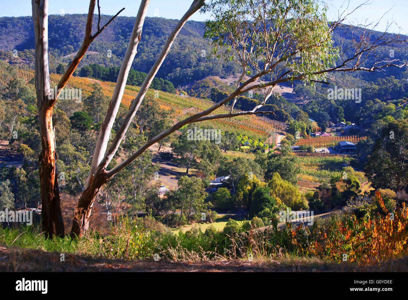 Autumn Adelaide Hills Mt Lofty Ranges South Australia Australian Stock ...