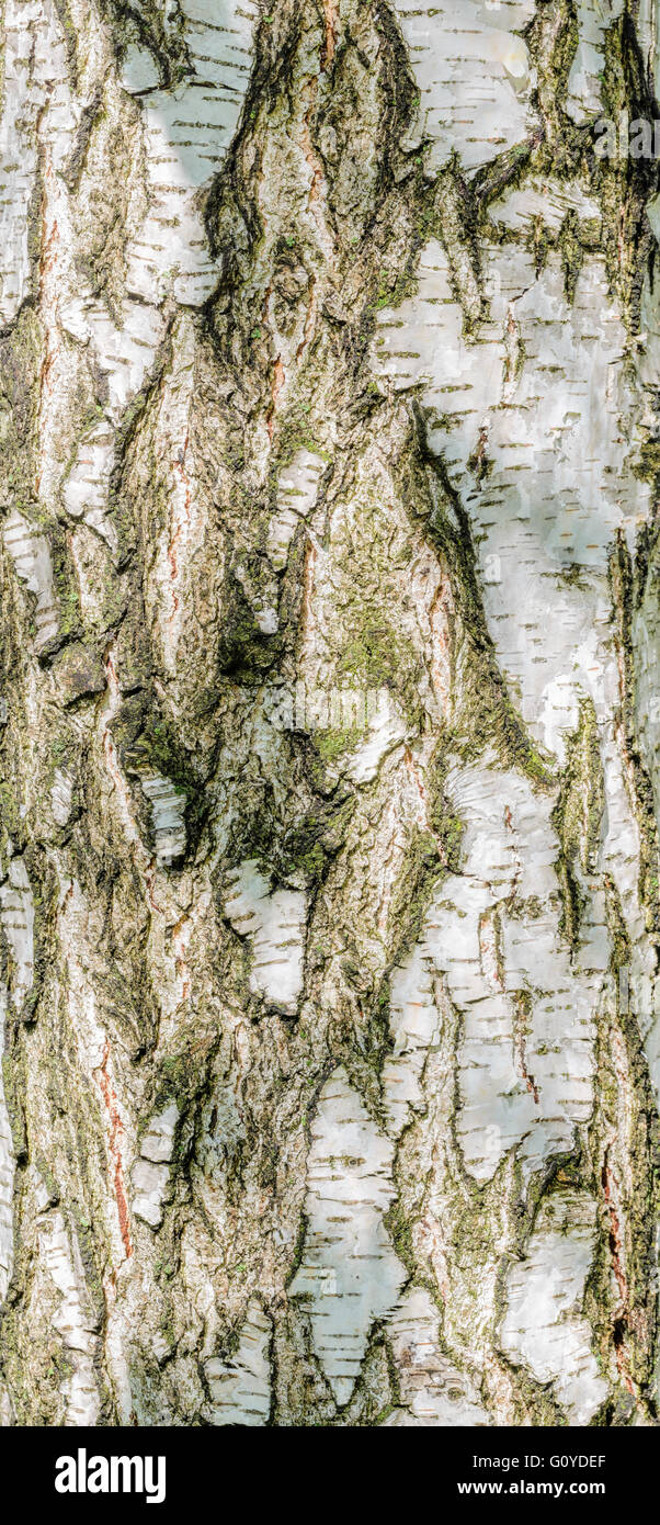 Detail of birch tree bark texture Stock Photo - Alamy
