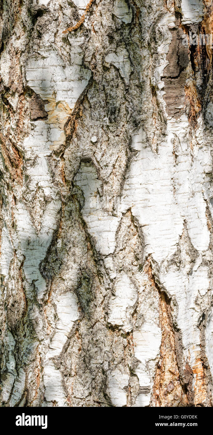 Detail of birch tree bark texture Stock Photo - Alamy