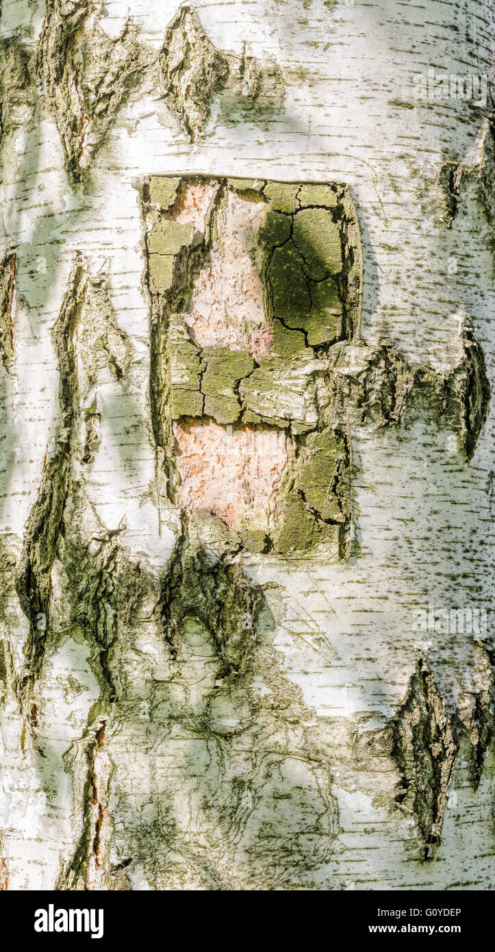 Detail of birch tree bark texture Stock Photo - Alamy