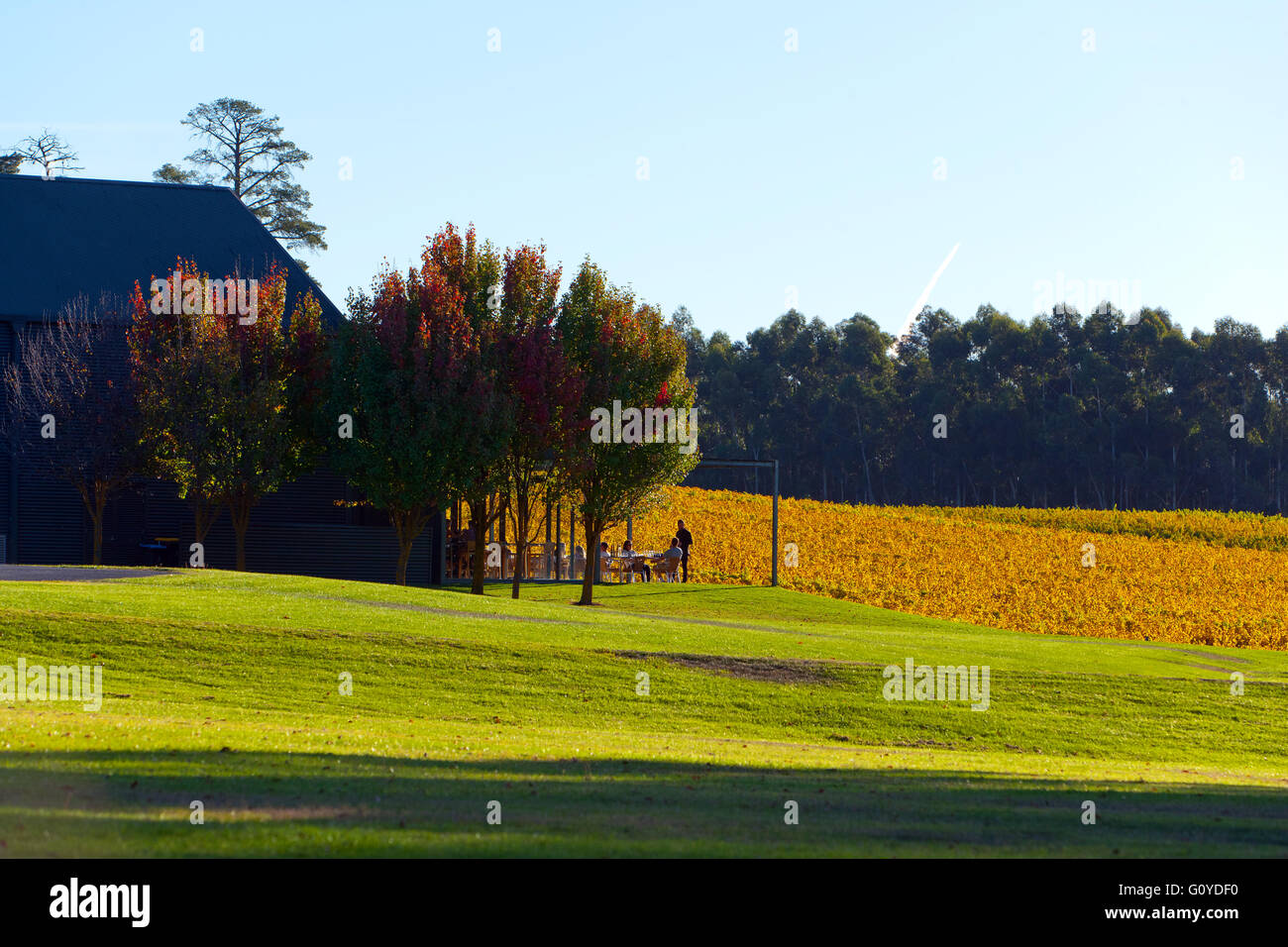 vines Shaw and Smith Winery landscape vineyard countryside rural sunny ...