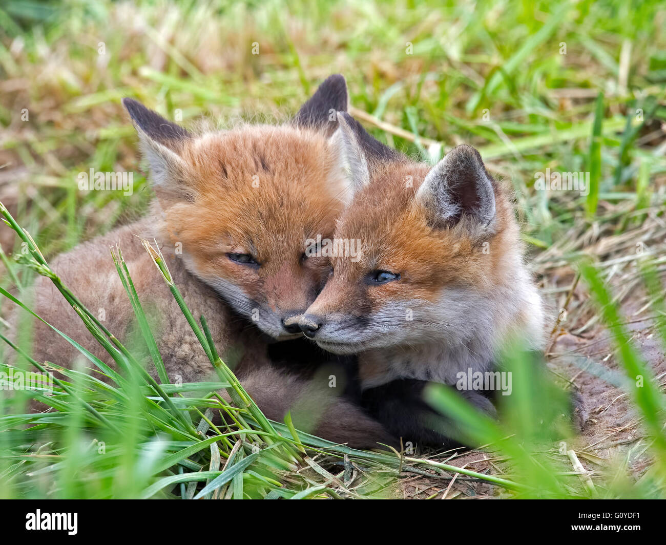 A pair of Red Fox Kit's Stock Photo - Alamy