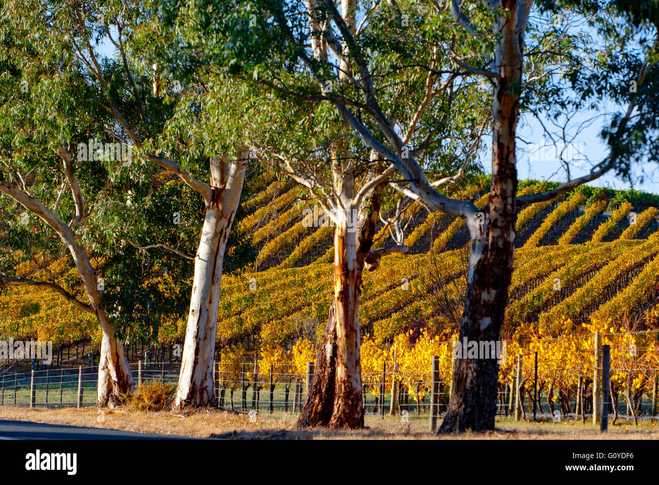 Autumn adelaide hills hi-res stock photography and images - Alamy