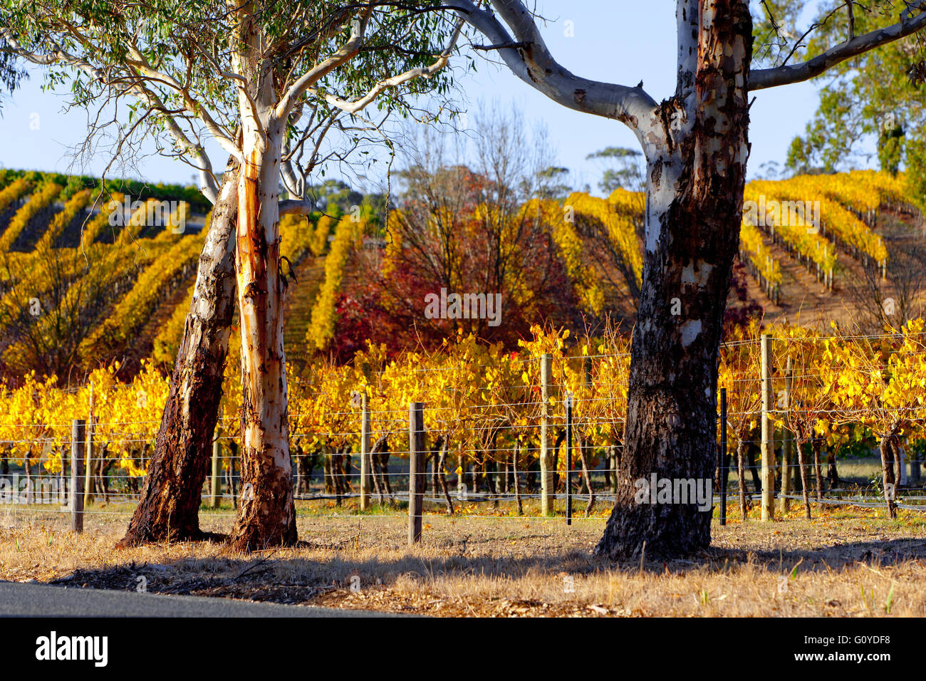 Autumn Adelaide Hills Mt Lofty Ranges South Australia Australian Stock ...
