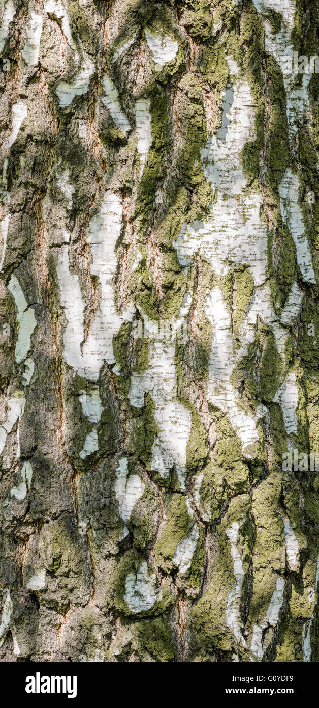Detail of birch tree bark texture Stock Photo - Alamy