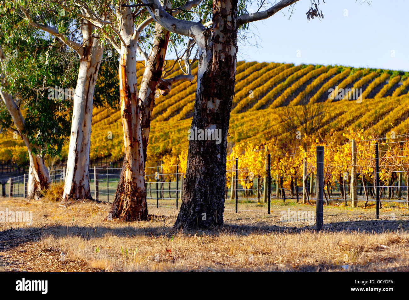 Autumn Adelaide Hills Mt Lofty Ranges South Australia Australian Stock ...
