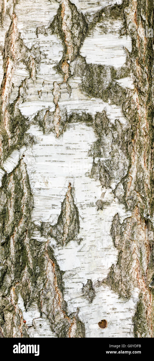 Detail of birch tree bark texture Stock Photo - Alamy