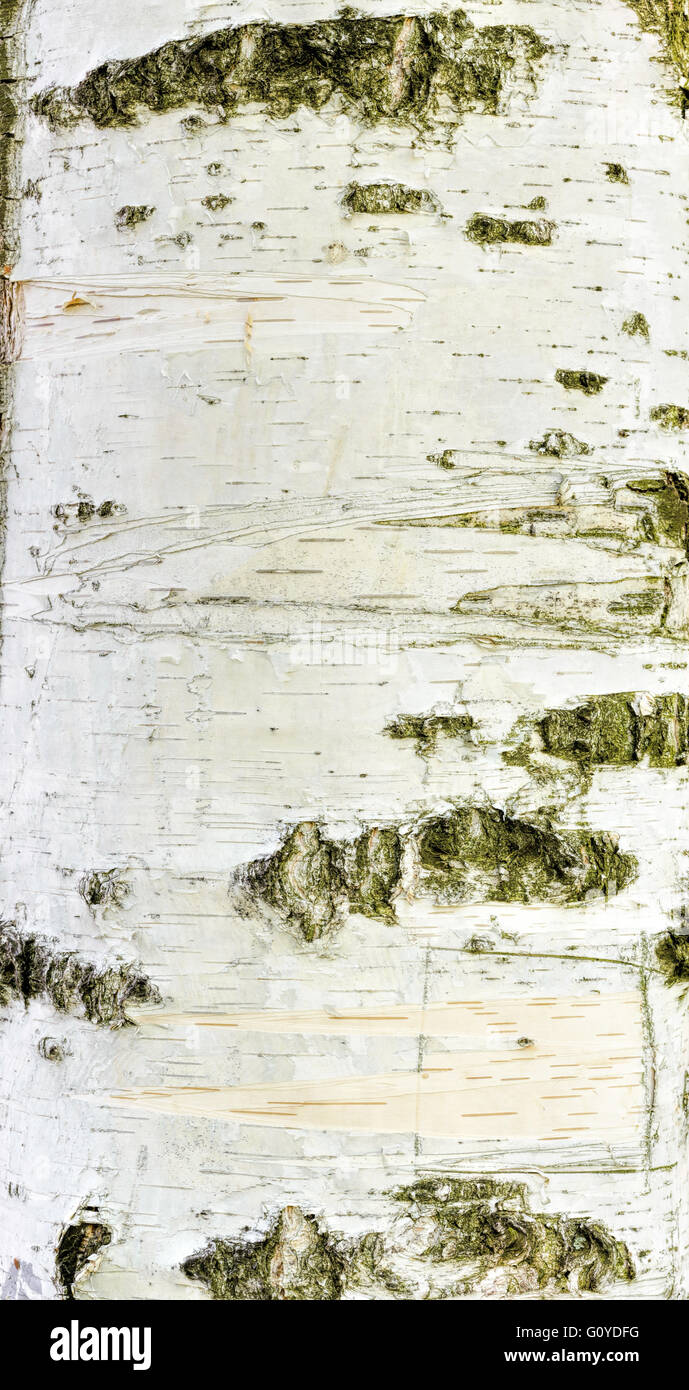 Detail of birch tree bark texture Stock Photo - Alamy