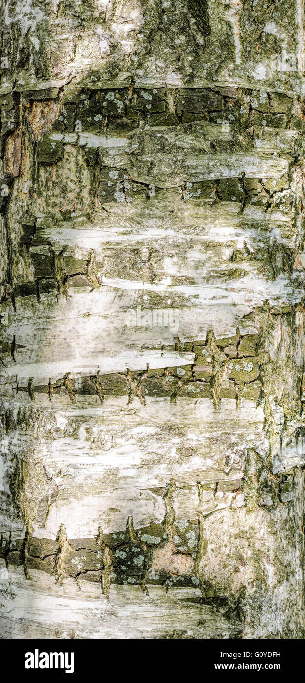 Detail of birch tree bark texture Stock Photo - Alamy