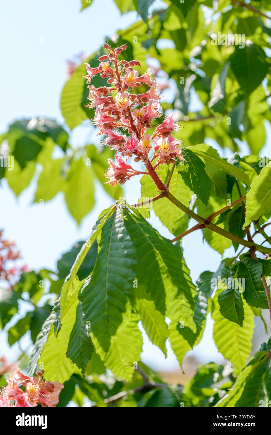 Red Aesculus x Carnea, or Red Horse-chestnut Flower under the bright ...