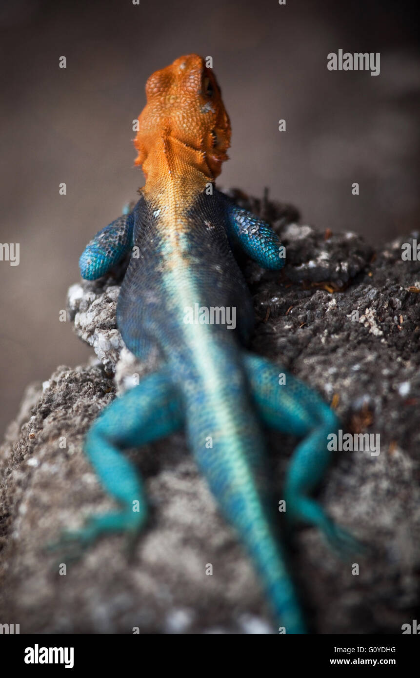 Blue headed agama lizard hi-res stock photography and images - Alamy