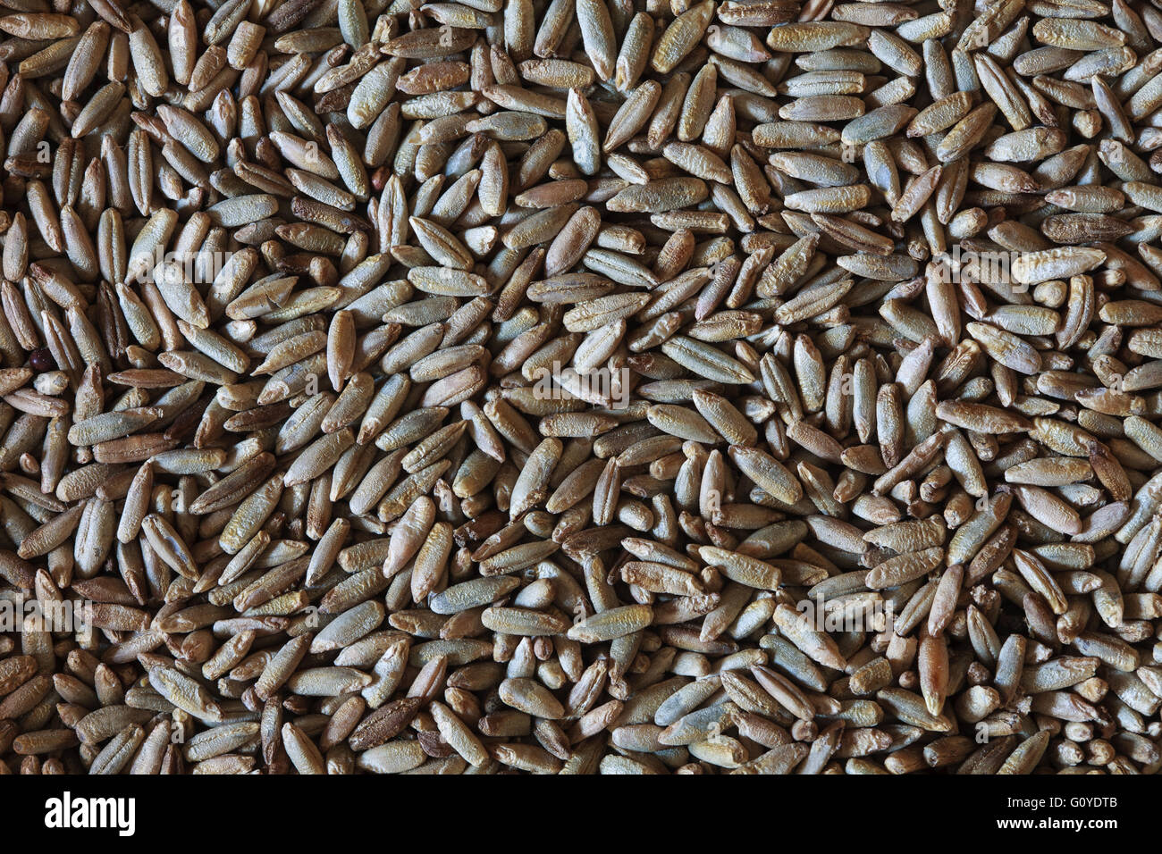 Rye grain hi-res stock photography and images - Alamy