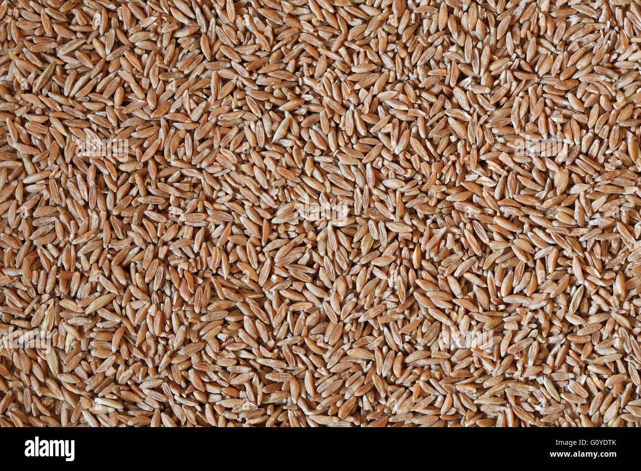 Spelt seeds hi-res stock photography and images - Alamy