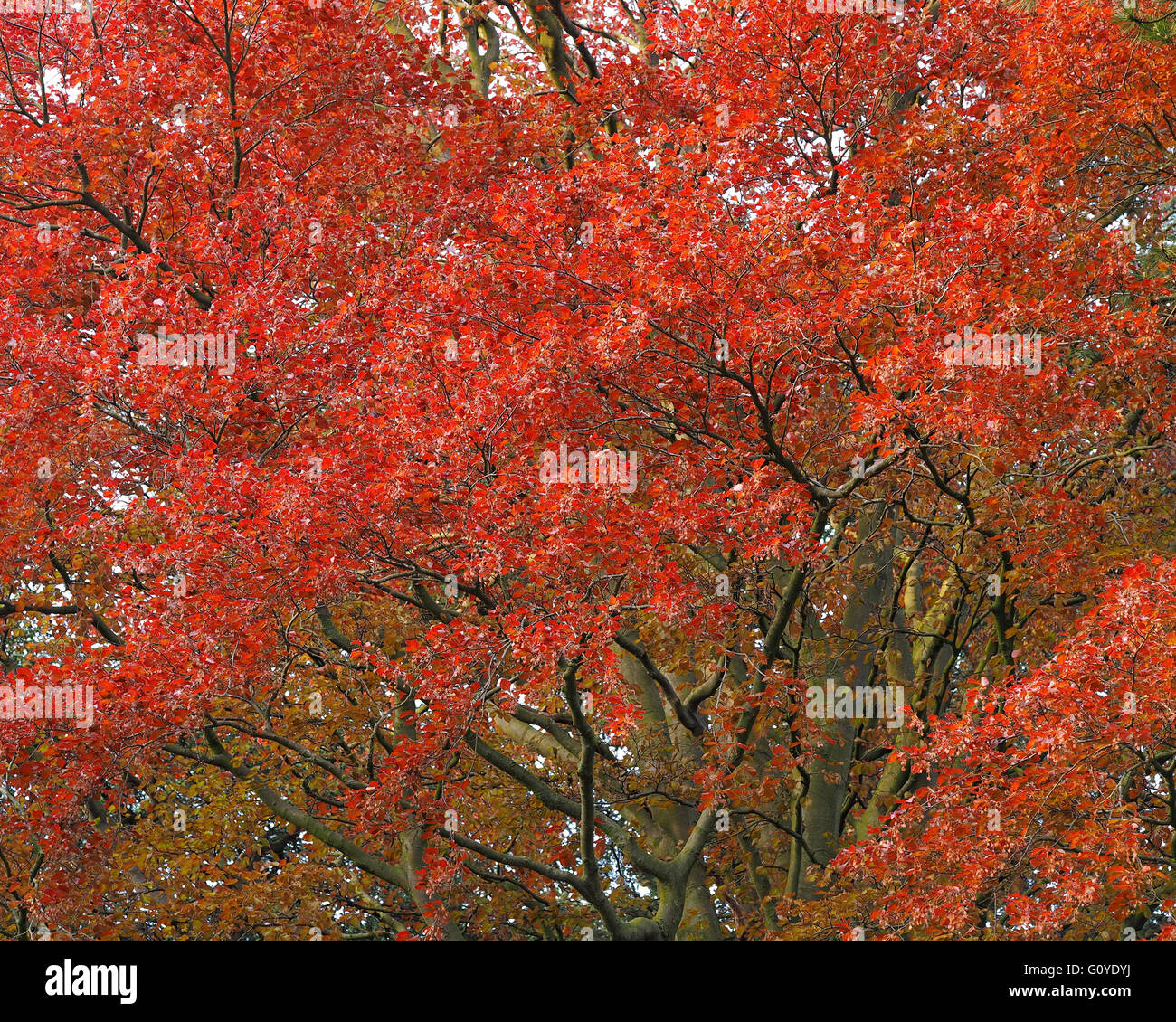 New copper beech leaves hi-res stock photography and images - Alamy
