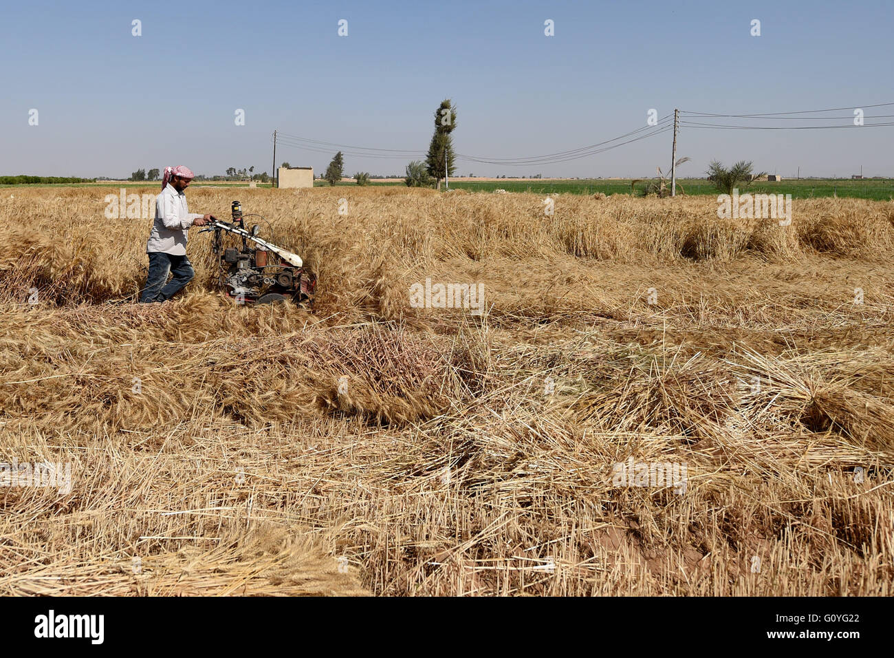 Egypt wheat farmer hi-res stock photography and images - Alamy