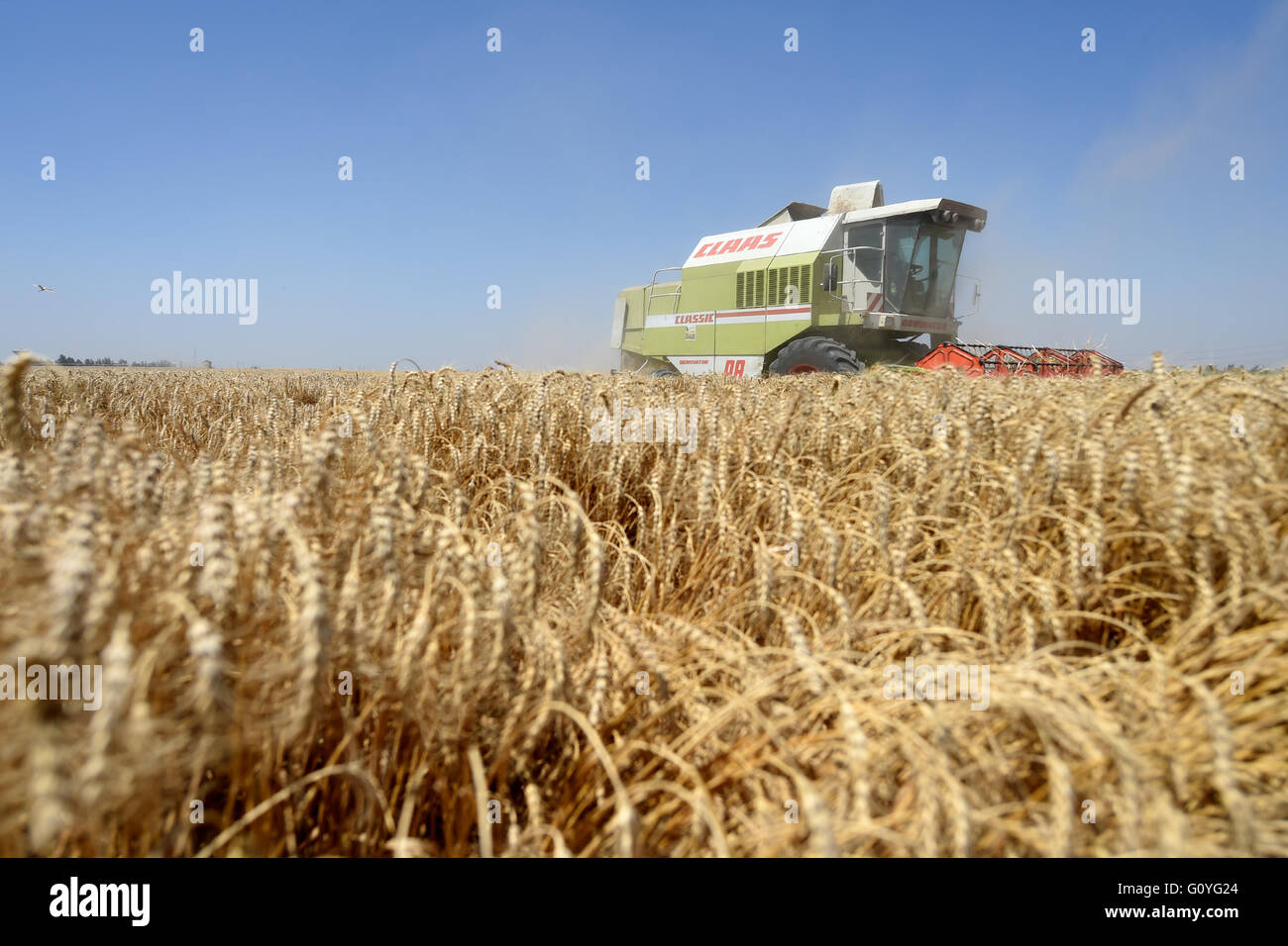 Cairo. 27th Apr, 2016. An Egyptian farmer harvests wheat in Sharqiya ...