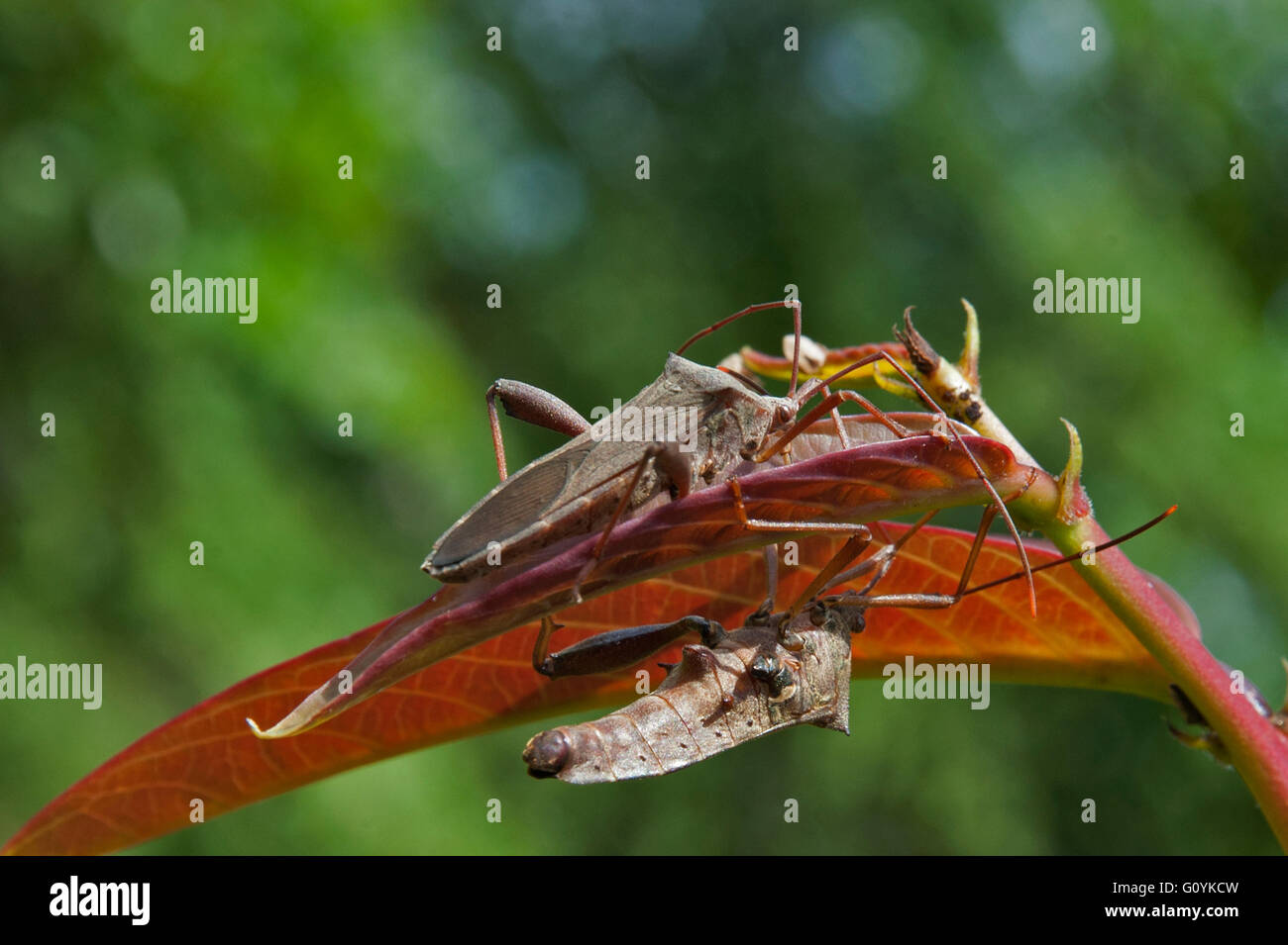 Leptocorisa hi-res stock photography and images - Alamy