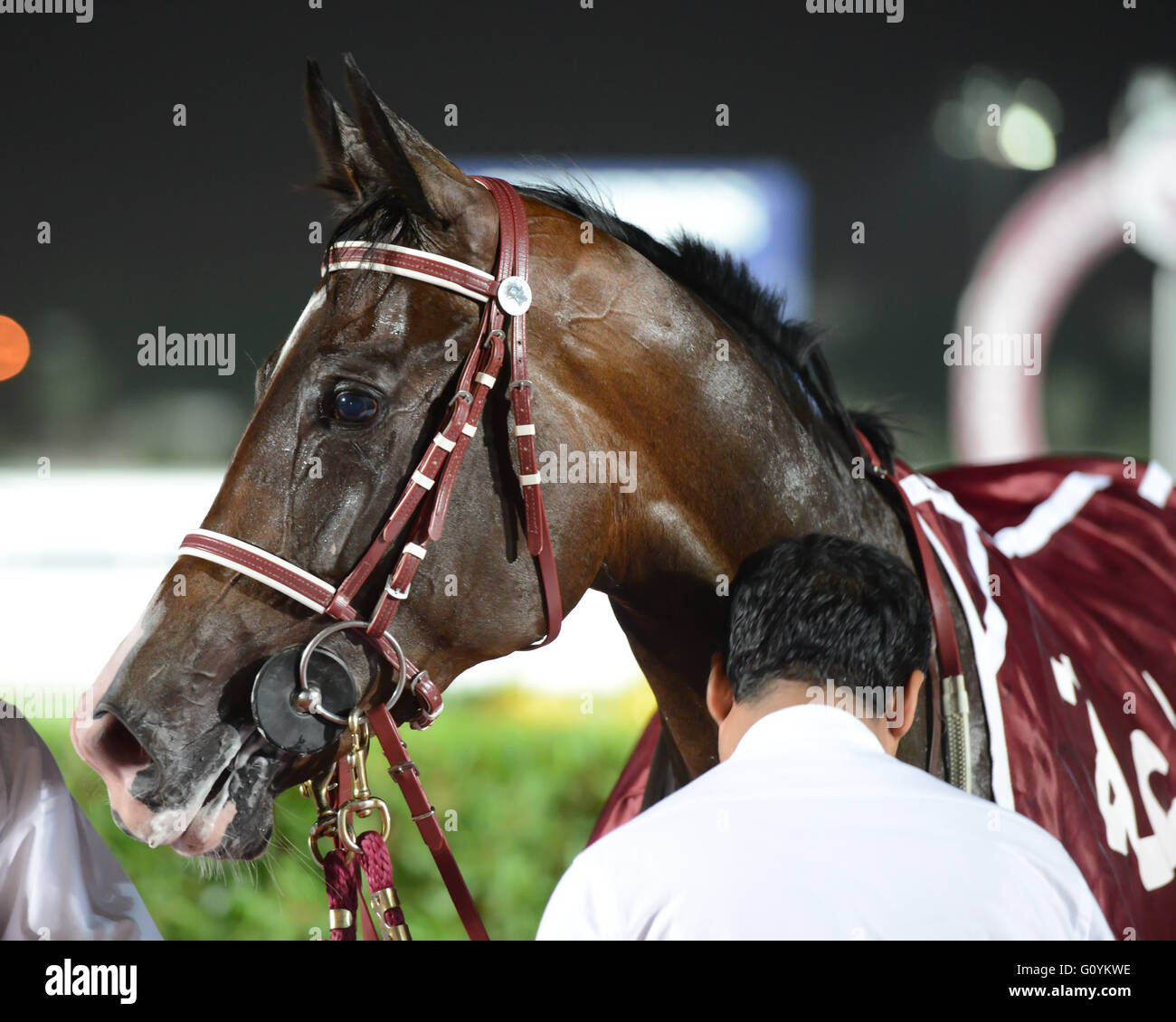 Qatar racing equestrian club doha hi-res stock photography and images ...