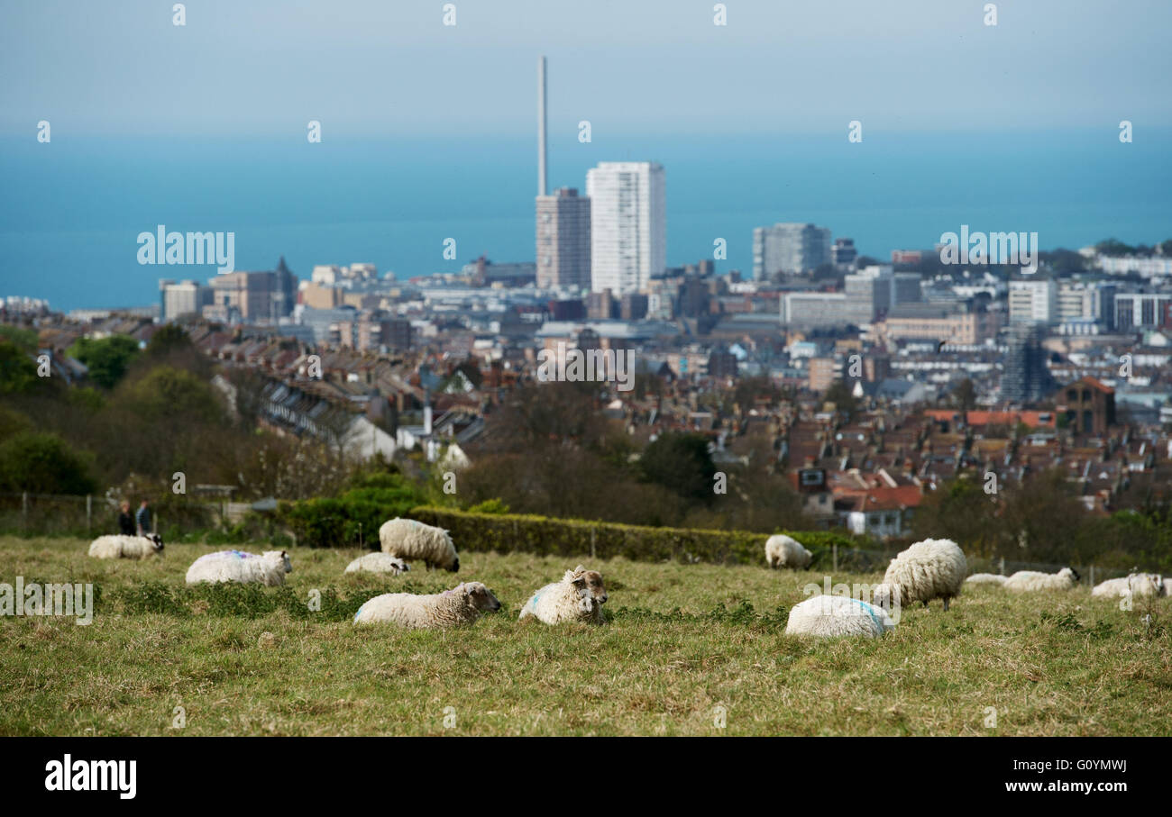 Brighton UK 6th May 2016 - Sheep enjoy the warm Spring sunshine with ...