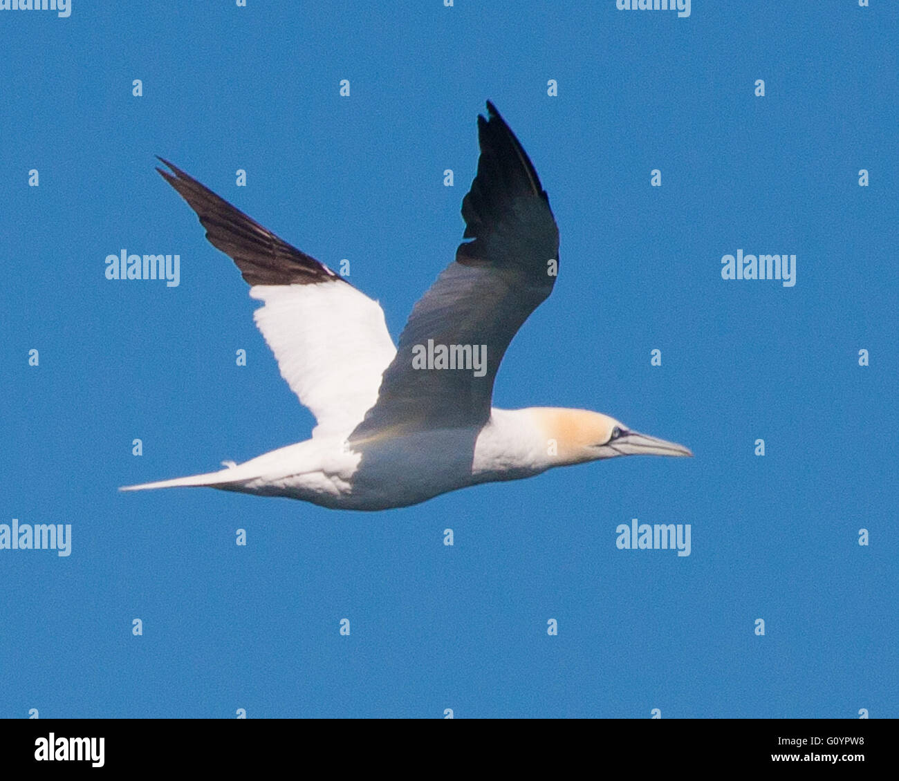 Favorite seabird hi-res stock photography and images - Alamy