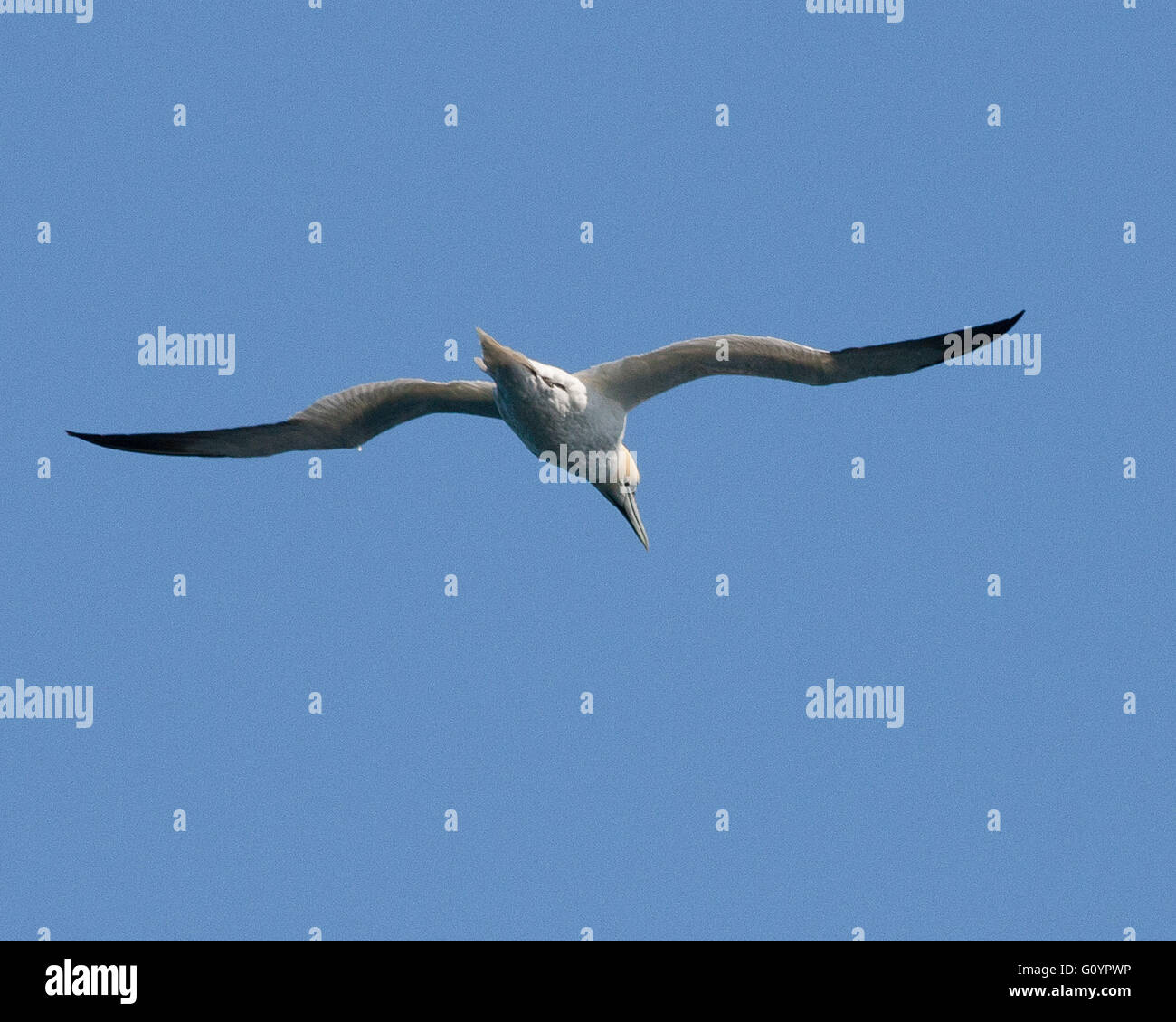Favorite seabird hi-res stock photography and images - Alamy