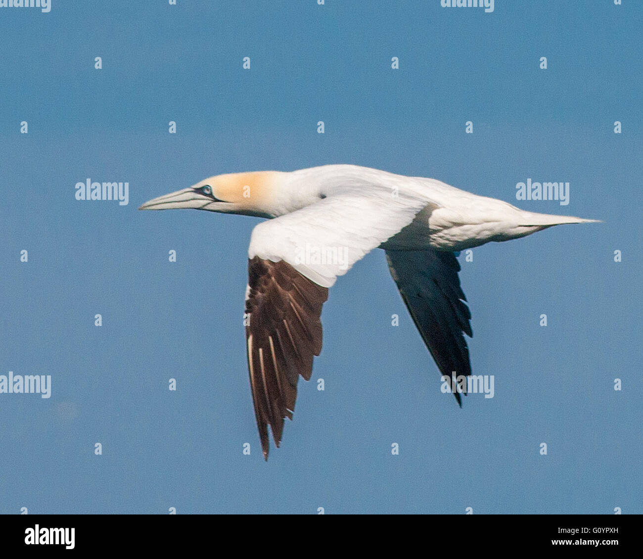 Favorite seabird hi-res stock photography and images - Alamy