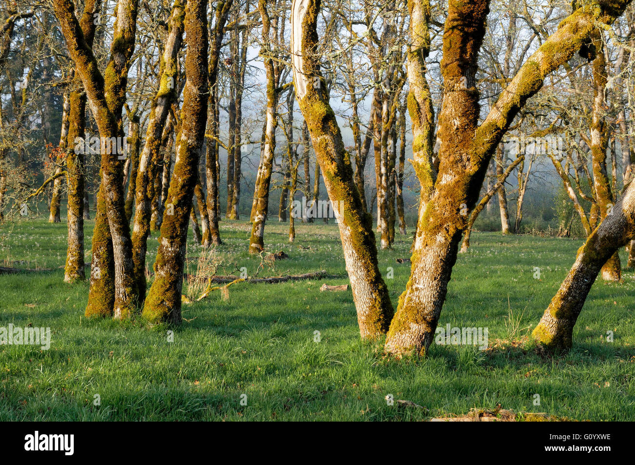 Garry oak trees british columbia hi-res stock photography and images ...