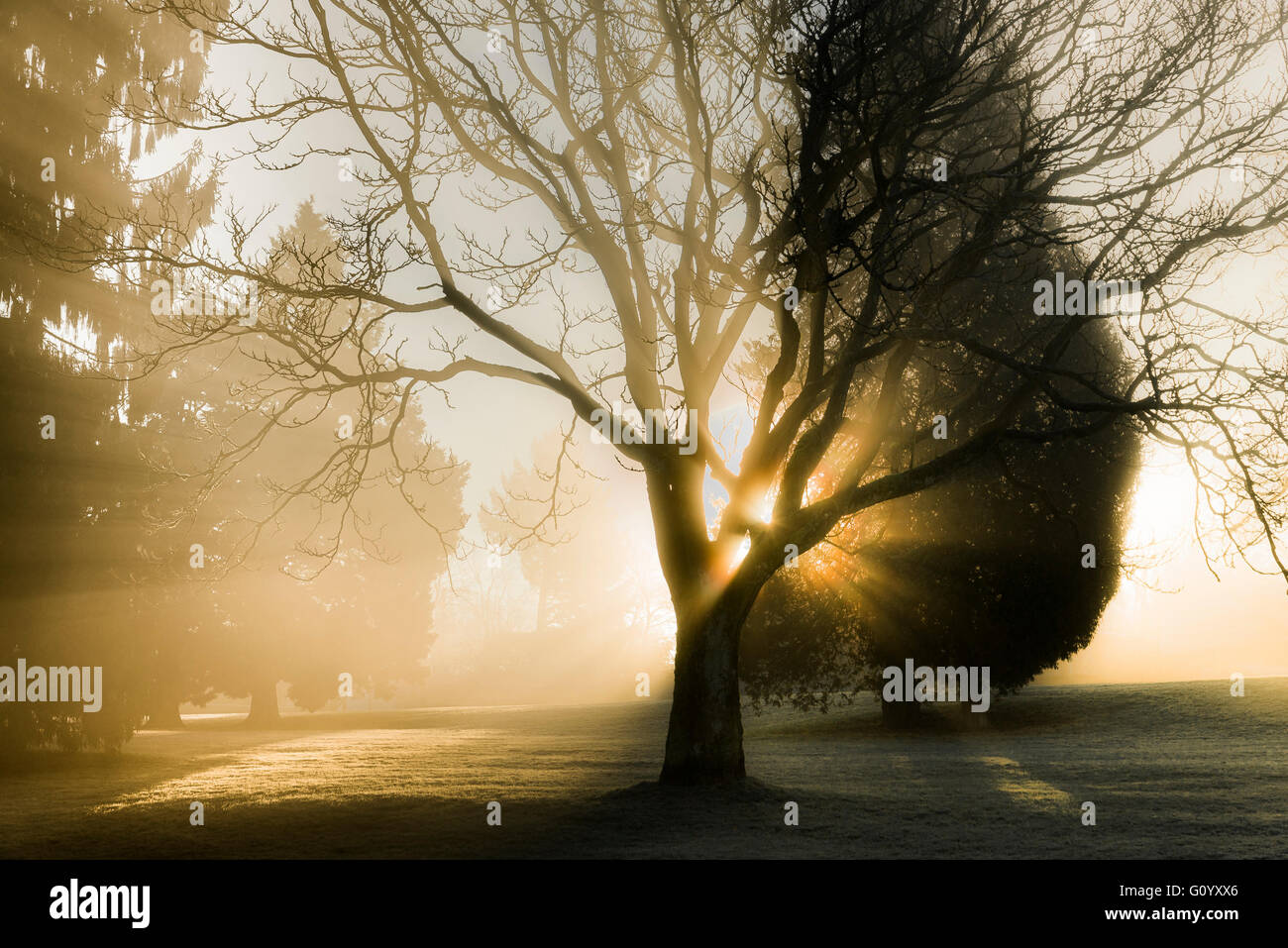 Light through the fog High Resolution Stock Photography and Images - Alamy
