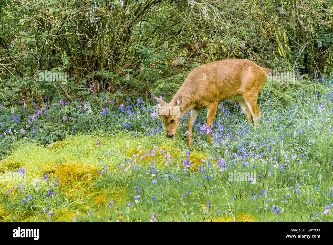 Deer canada hi-res stock photography and images - Alamy
