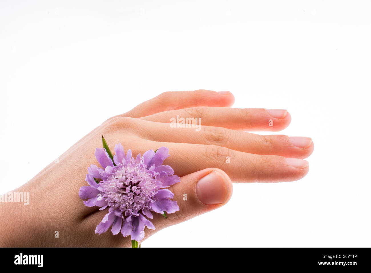 Hand holding A Purple Flower on a white background Stock Photo - Alamy