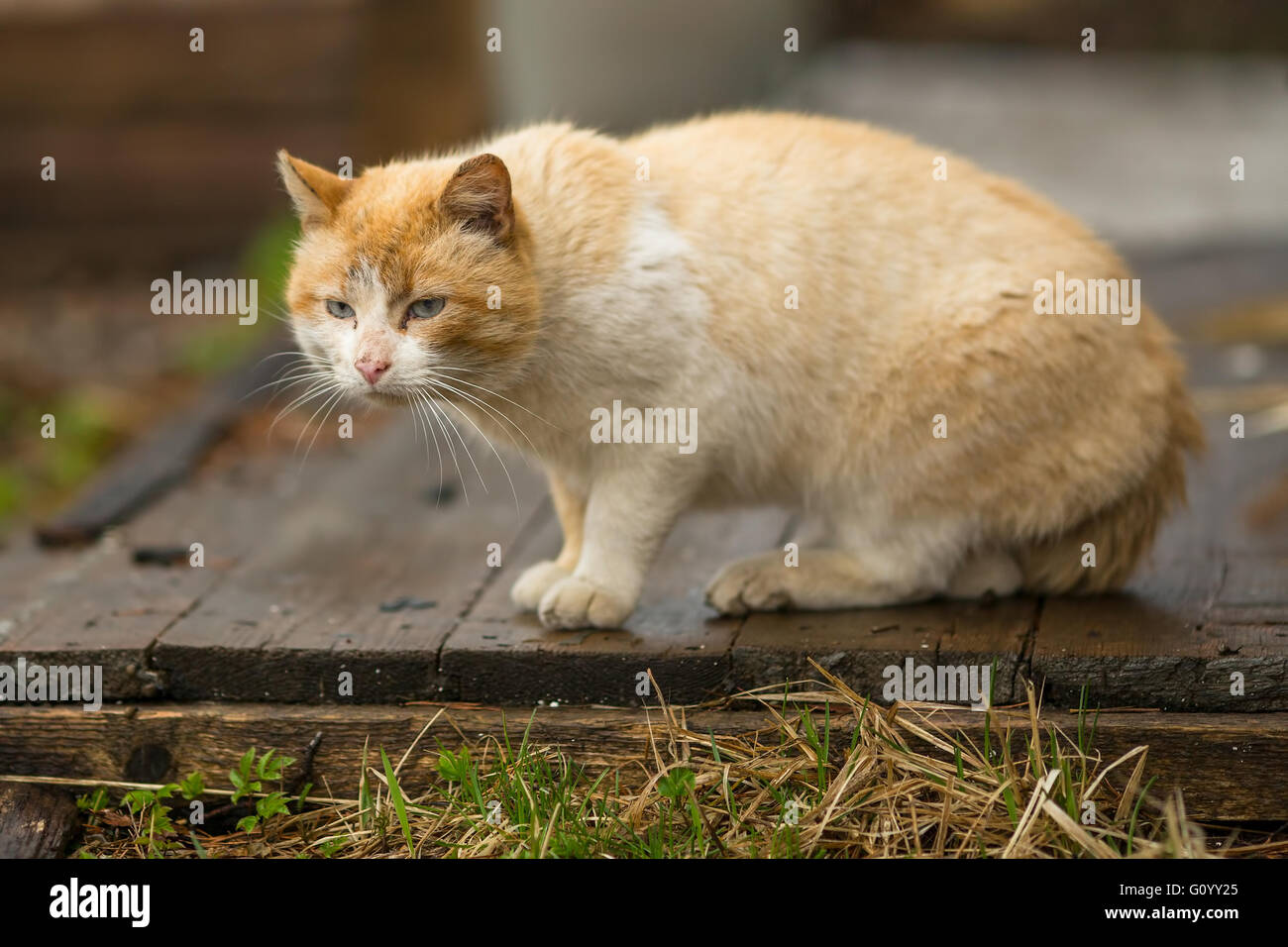 Big red the stray cat outdoors Stock Photo - Alamy