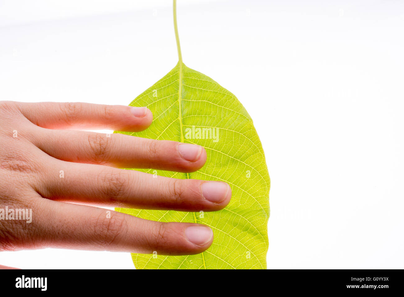 Hand holding a green leaf on a white background Stock Photo - Alamy