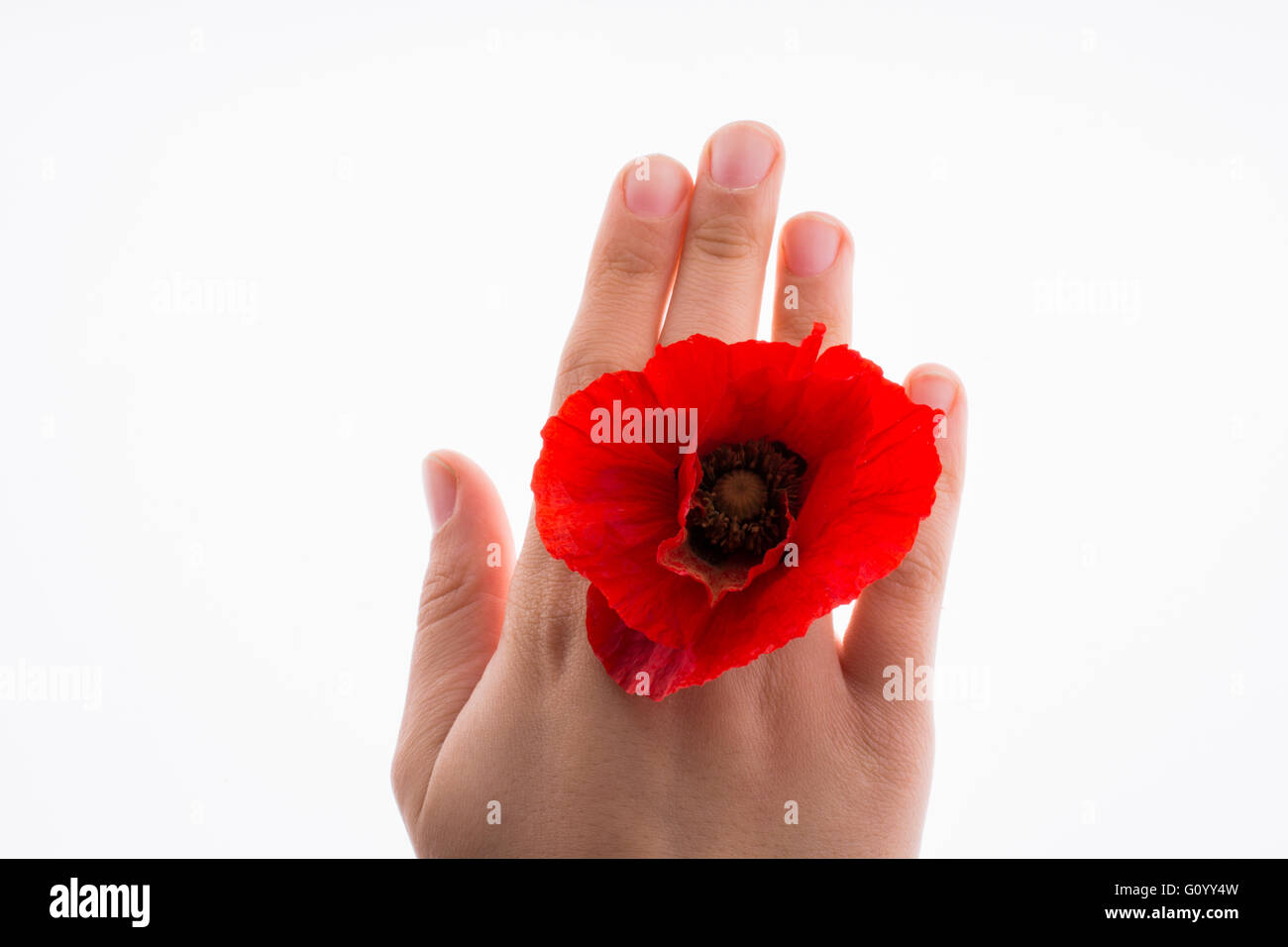 Hand holding a Red Poppy on a white background Stock Photo - Alamy