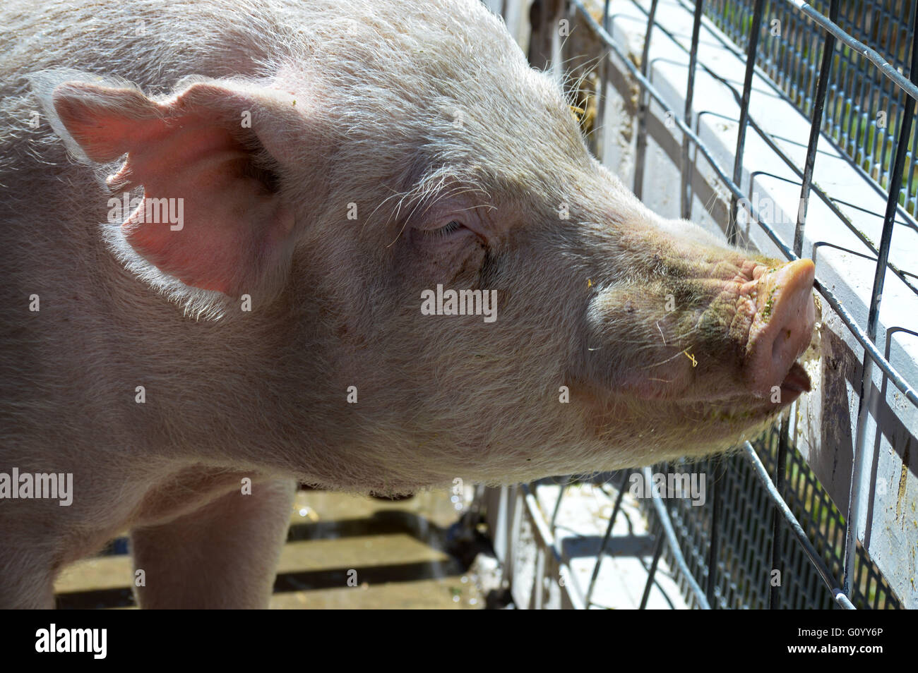 Pig profile hi-res stock photography and images - Alamy