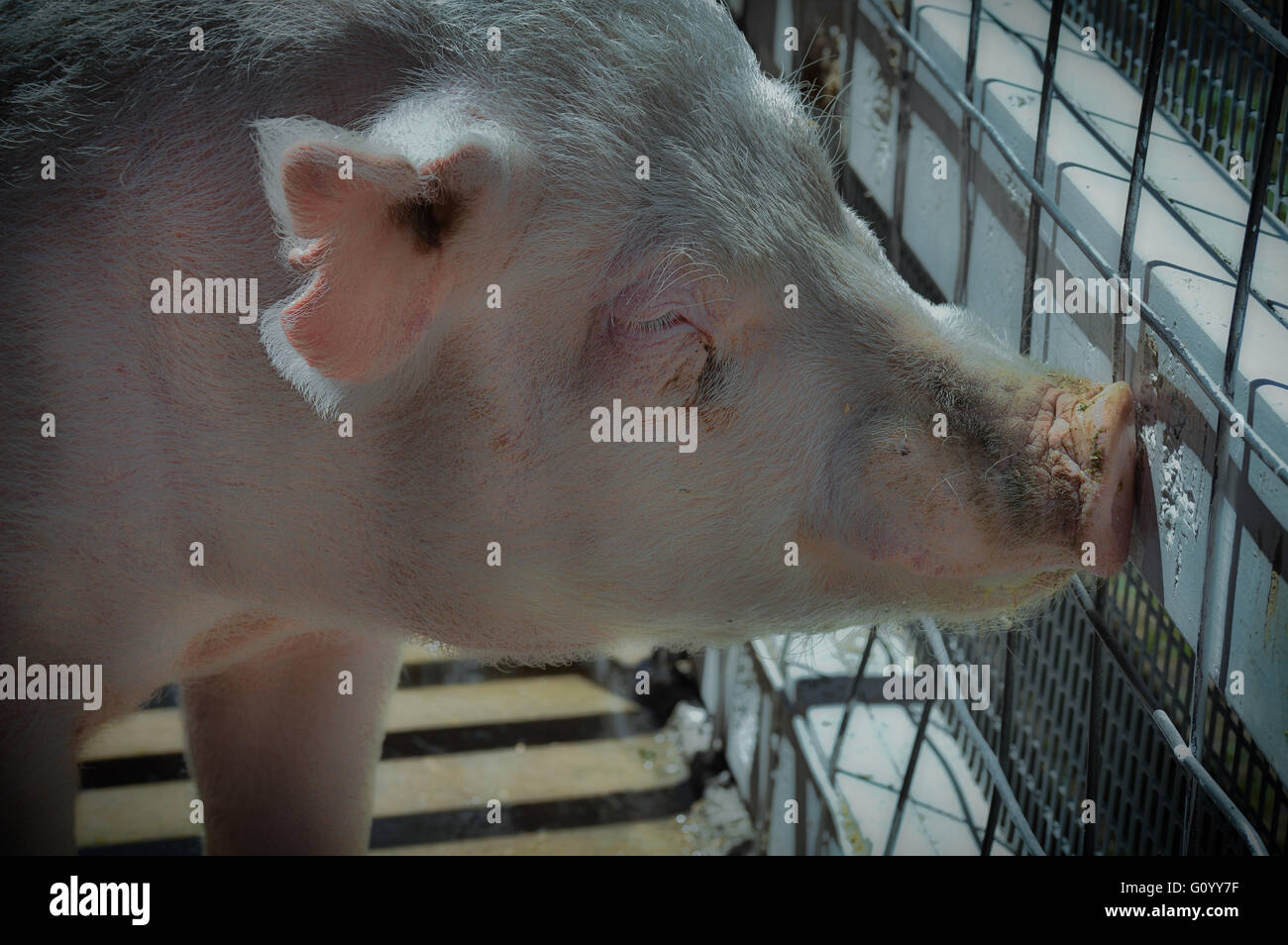 Pig profile hi-res stock photography and images - Alamy