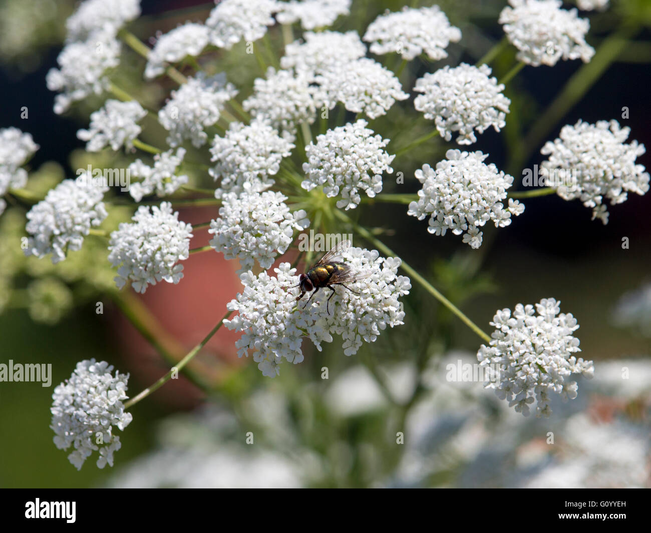 Daucus carota, wild carrot, bird's nest, bishop's lace, or Queen Anne's ...