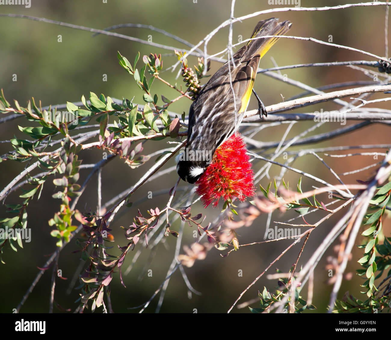 Chirpy yellow and black Australian New Holland Honey eater perched in a ...